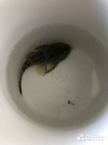 Сом и улитки