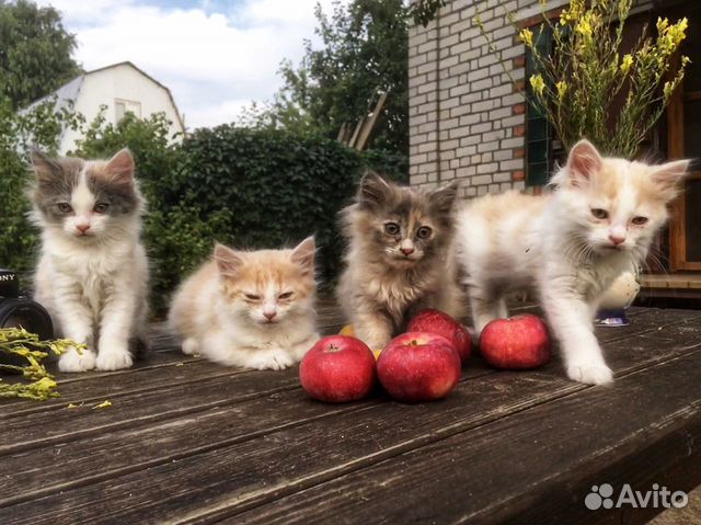 Полу персики от смелой Машки