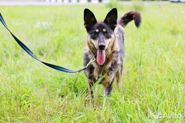 Отдам в добрые руки собаку Латтэ
