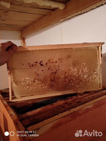 Продам сушь/соторамки Рут