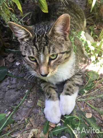 Ласковый котик Бориска ищет дом
