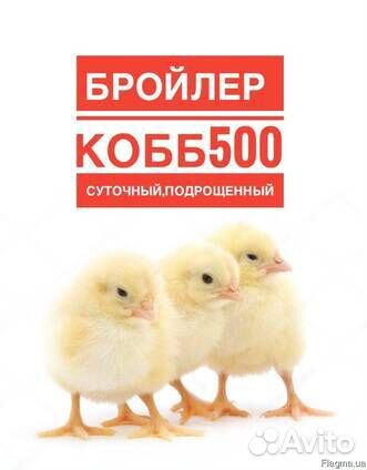 Бройлер кобб-500