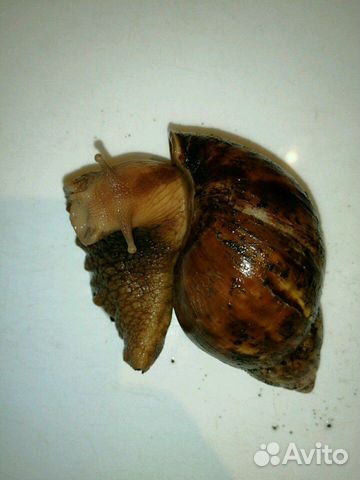 Улитки ахитины