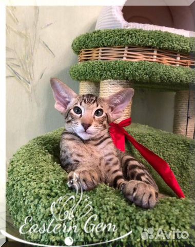 Ориентальные котята из питомника