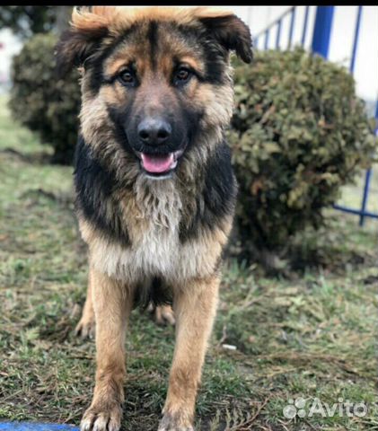 Собаки / Собака