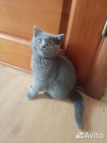 Продаются шикарные котята (британцы)