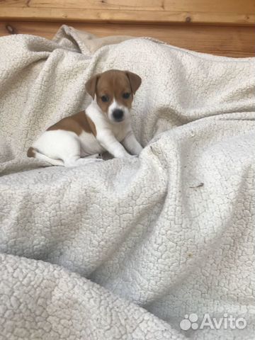 Щенки Джек Рассел Терьер