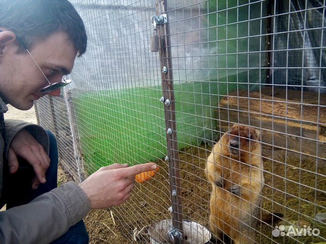 Сурок Байбак