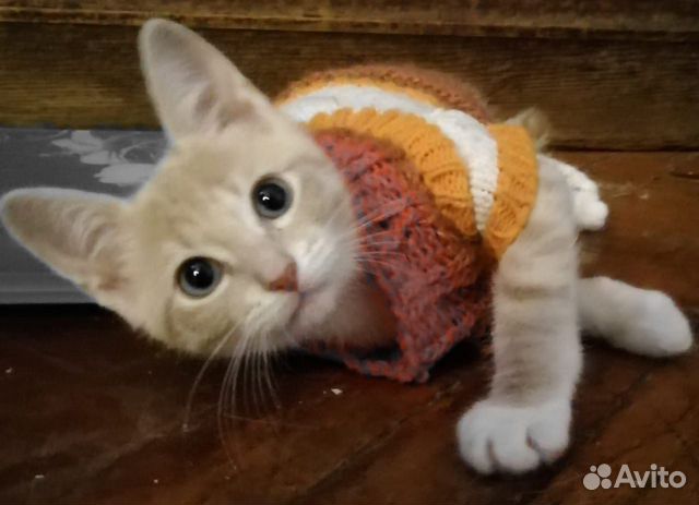 Мини-тигрёнок - рыжий котенок