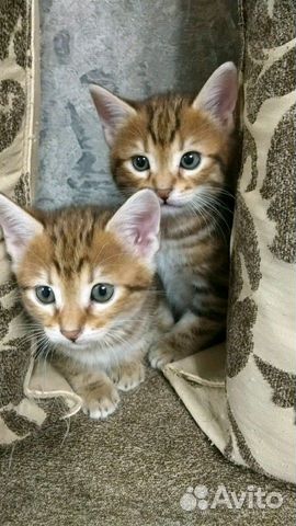 Чистокровные котятки породы Курильский бобтейл