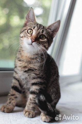Малышка Деничка ждет хозяина