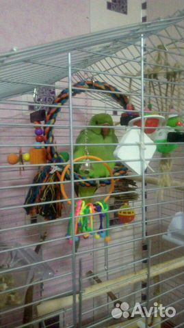 Ожереловый папугай