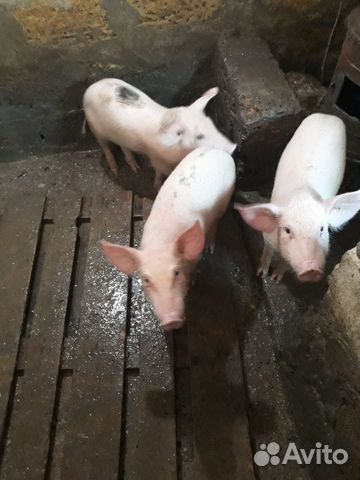 Продам поросят 2 месчца