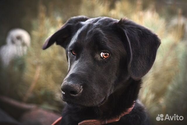 Гиннесс большой и настоящий друг ищет семью