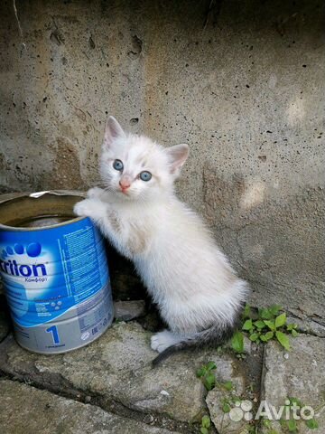 Очеравательный котенок, метис сиамского