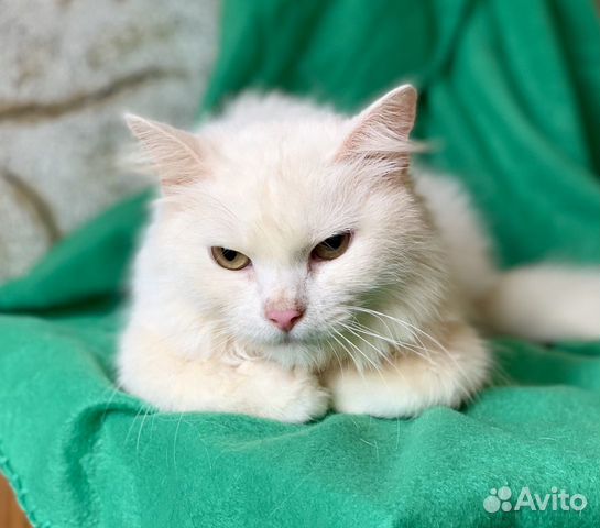 Кошка Белла ищет дом