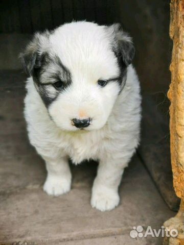 Щенки метисы Хаски. Бесплатно