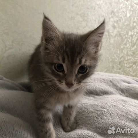 Отдам котёнка