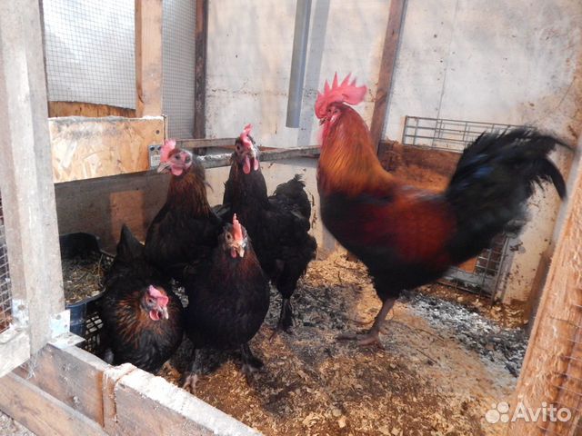 Маран, амераукан и золотые фазаны