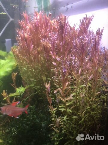 Ротала индика