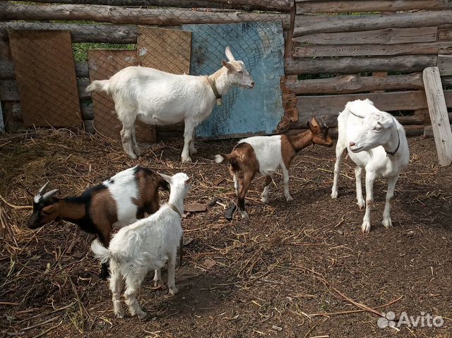 Козы, козлята