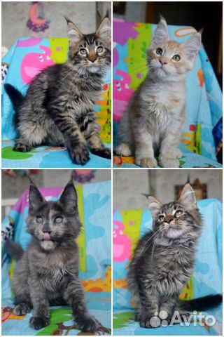 Котята Мейн-кунята