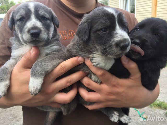 Отдаются даром В хорошие руки щеночки, все девочки