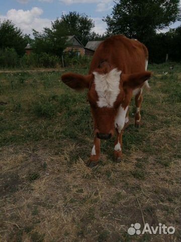 Продам 5 месяцев тёлку