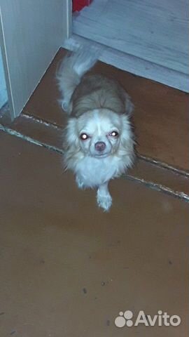 Пропала собачка