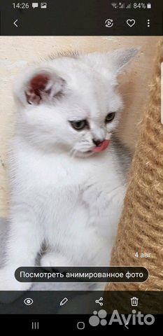 Продам котика, окрас Серебристая шиншилла