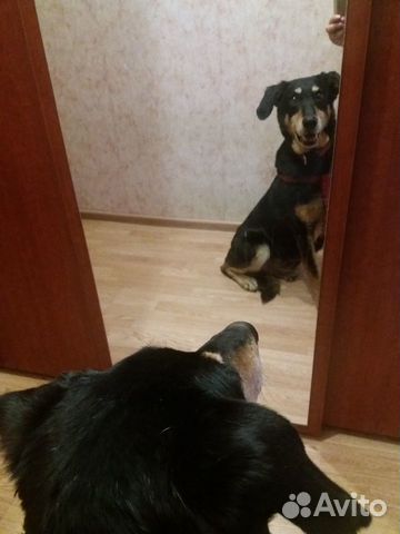 Суперагент Майкл в дар