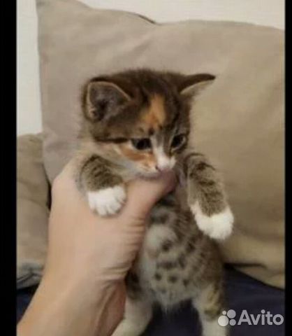 Котёнок