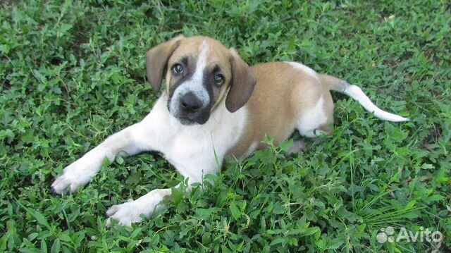 Щенок, 2 месяца, (кобелёк)