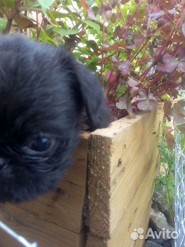 Щенок бельгийского.гриффона