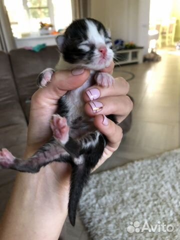 Отдадим котят в добрые руки