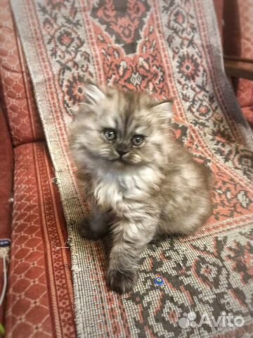 Персидская шиншилла от чистокровных родителей :) 1