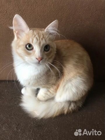 Котик с плюшевой кремовой шубкой в добрые руки