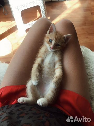 Рыжий котёнок