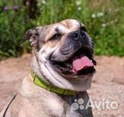 Ищет дом Ка де бо Елка