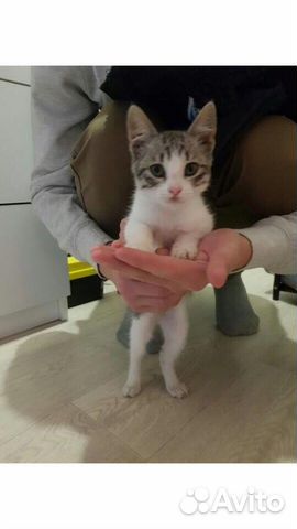 Кот Леопольд ищет дом