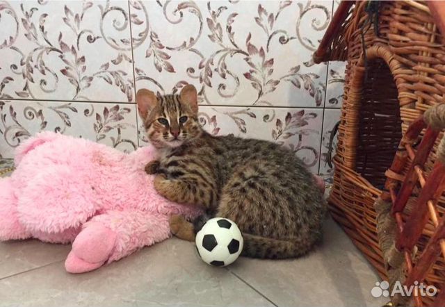 Азиатский котенок Северный подвид бенгалов