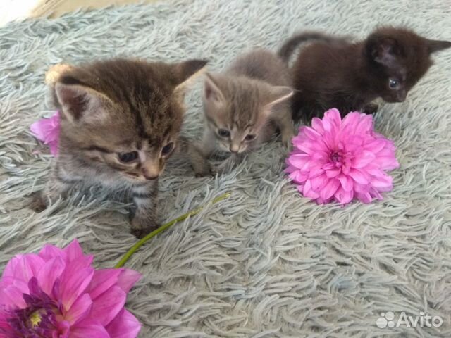 Отдам котят