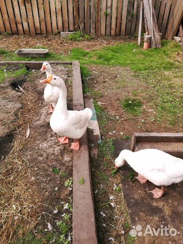 Бройлеры, семья гусей, семья индоуток