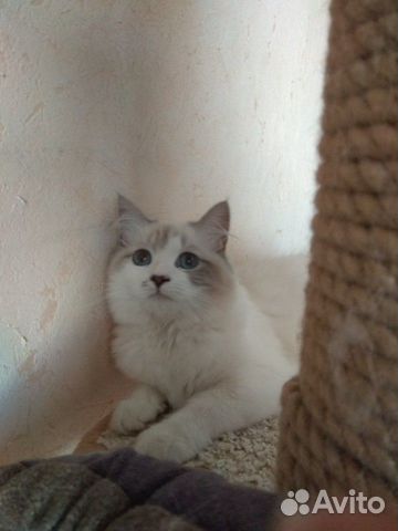 Продается кошечка