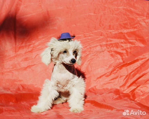 Китайская хохлатая собачка