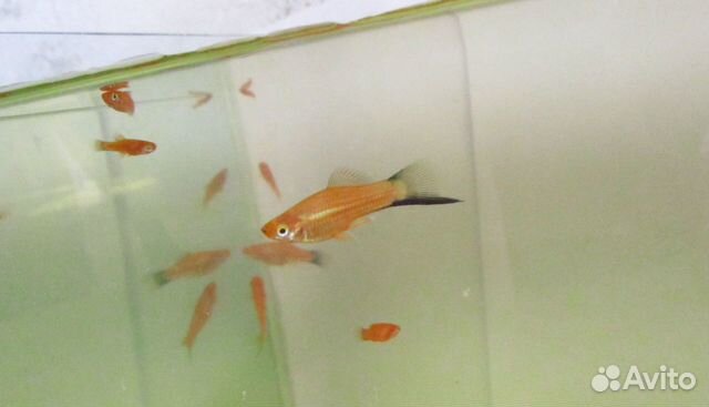 Меченосцы. Аквариумные рыбки. Бесплатно