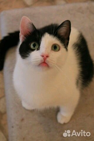 Кошечка Ася