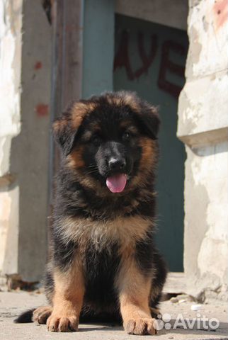 Полностью готовы к продаже