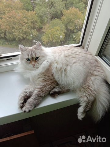 В добрые руки