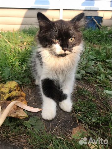 Отдам в добрые руки кошечку возраст 1,5 месяца